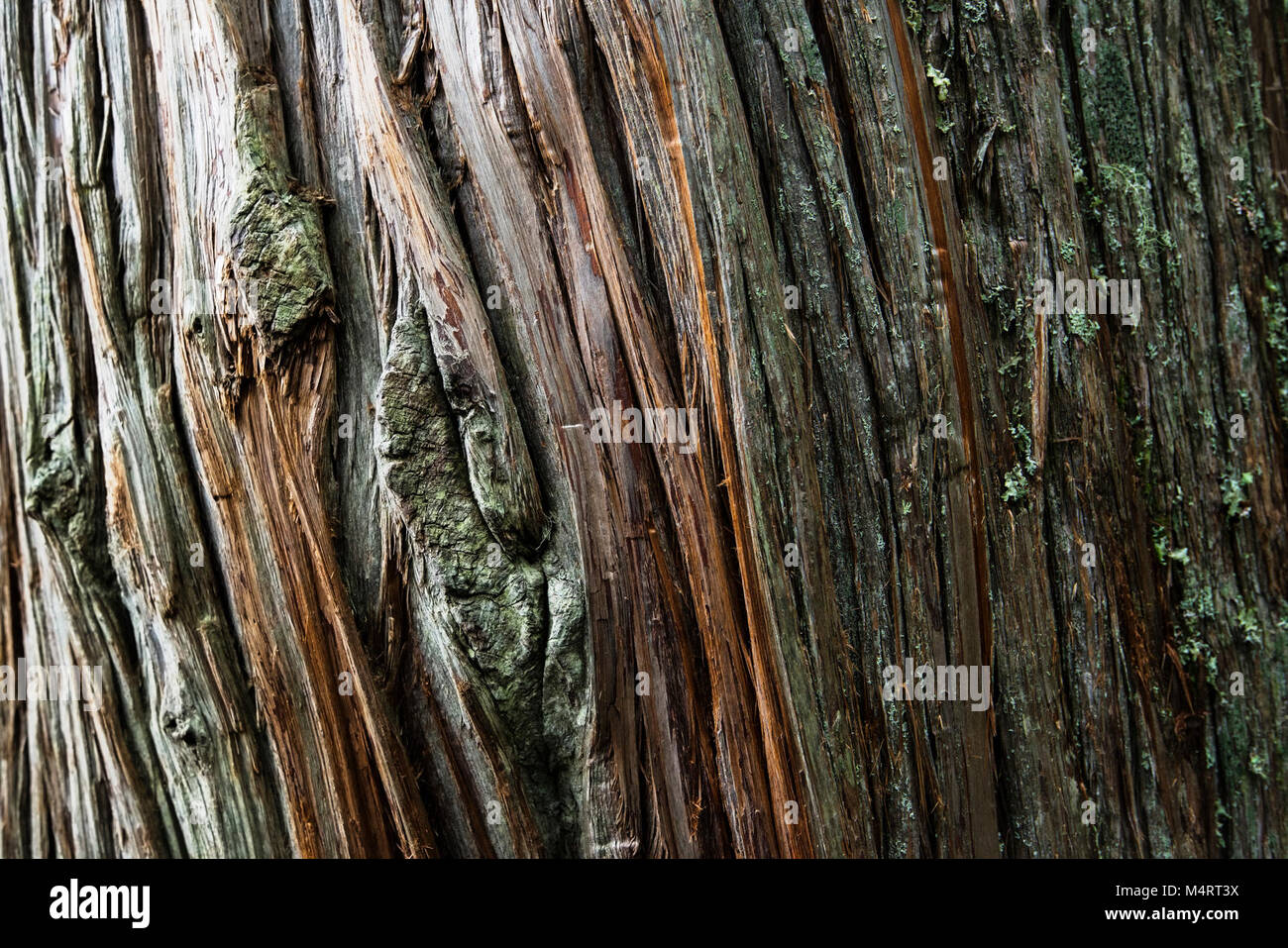 Trail of the Cedars - skin Stock Photo - Alamy