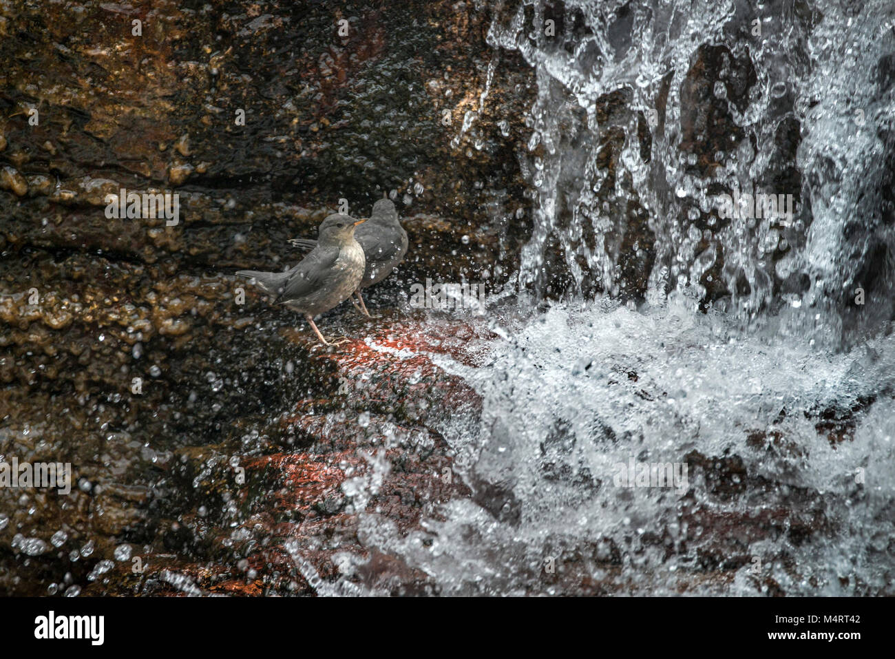 American dipper waterfall hi-res stock photography and images - Alamy