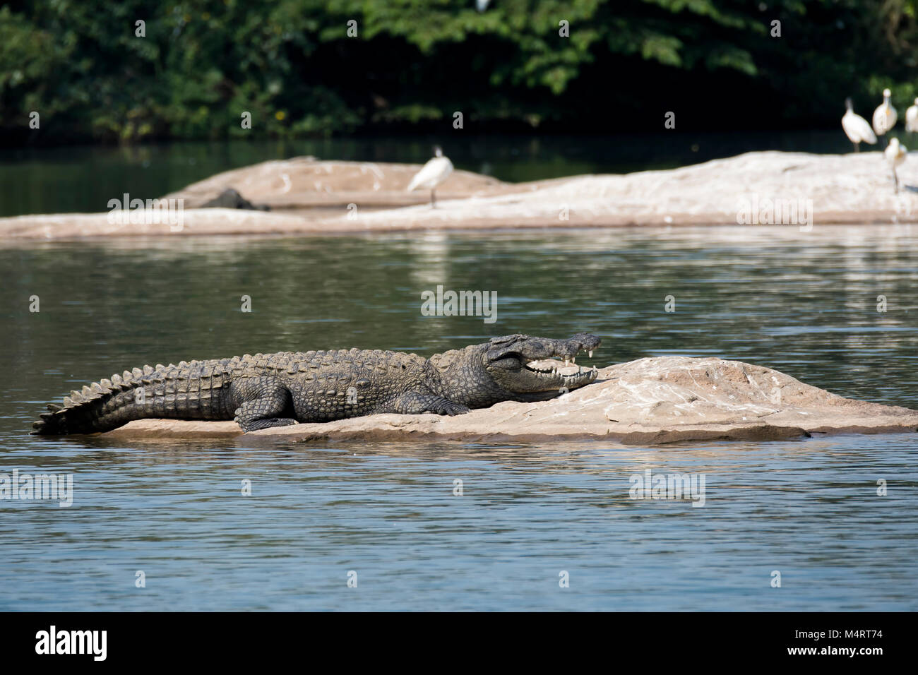 Crocodile Sanctuary High Resolution Stock Photography and Images - Alamy