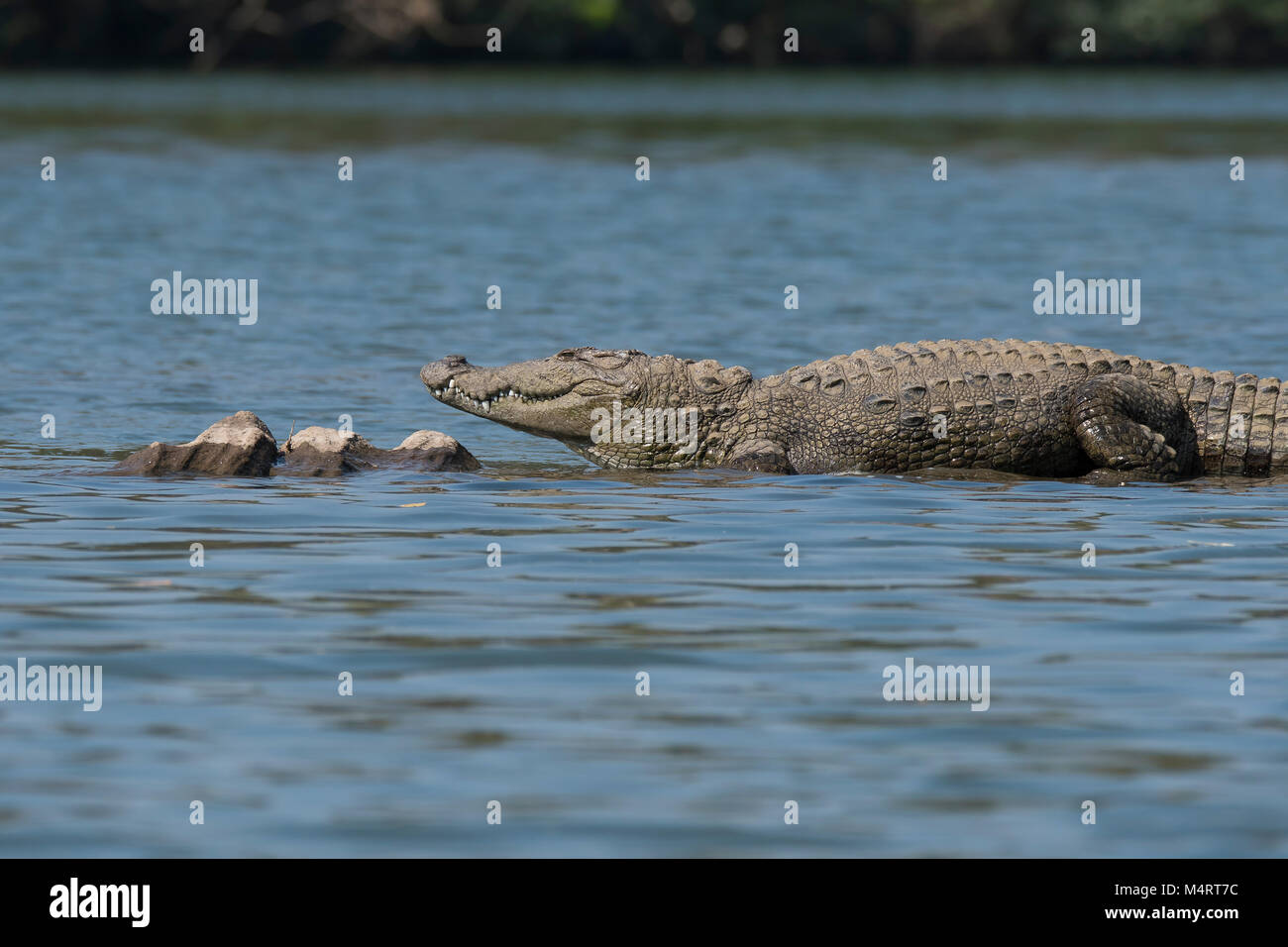 Sun bathing crocodile hi-res stock photography and images - Alamy