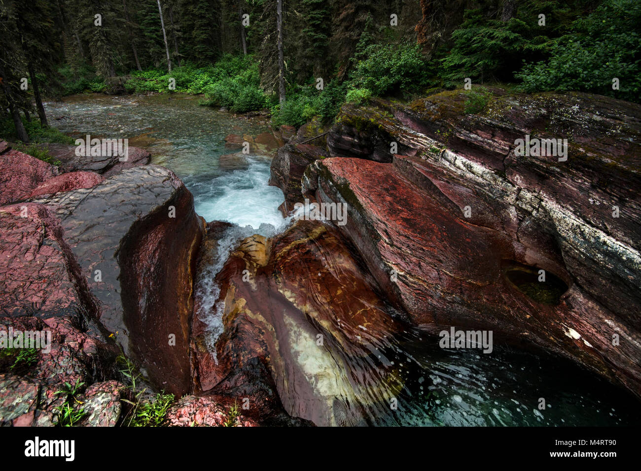 GT- red tongue Stock Photo - Alamy