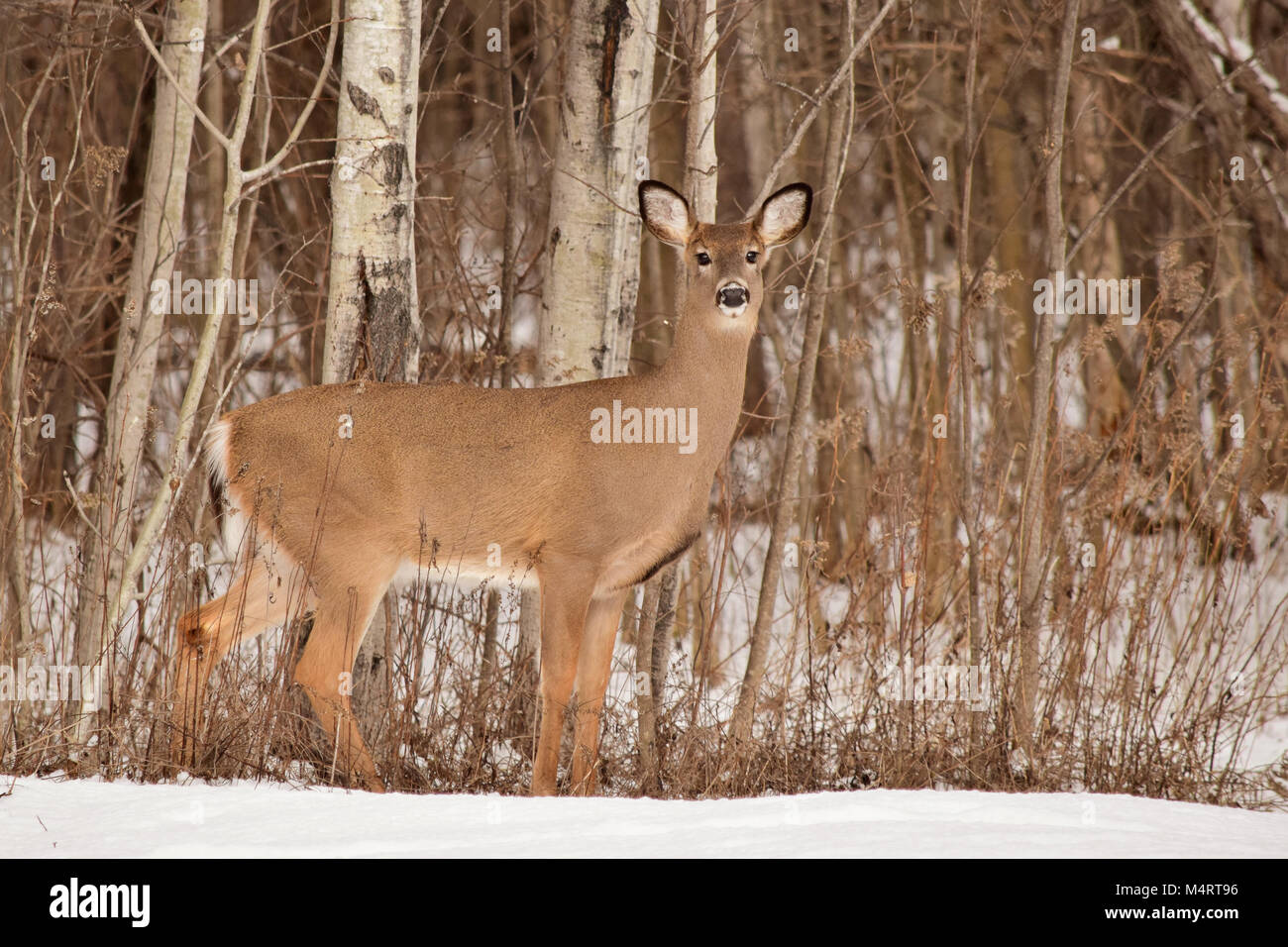 Birch trees with deer hi-res stock photography and images - Alamy