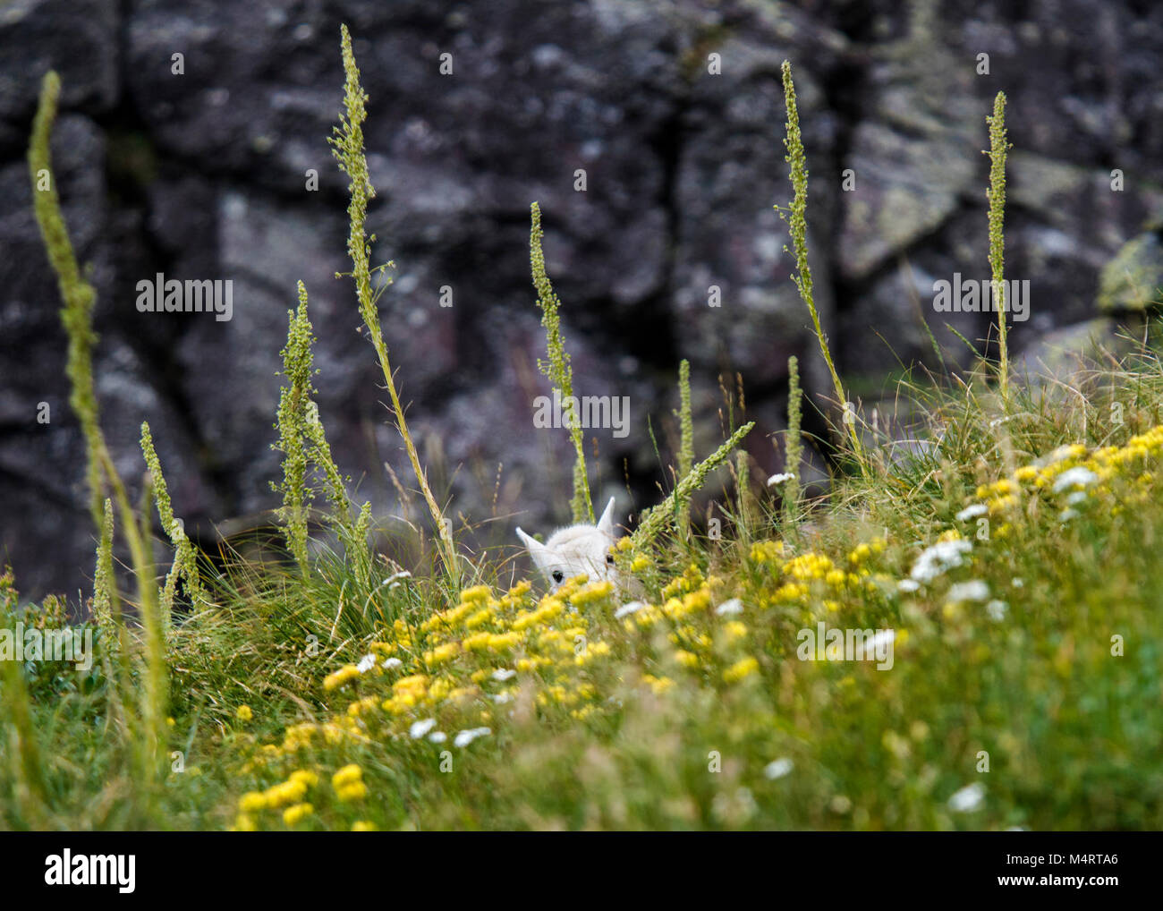 Goat - Awe Cute Little Bugger Stock Photo - Alamy
