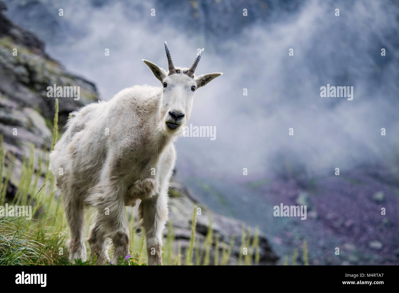 Goat- Say What Stock Photo - Alamy