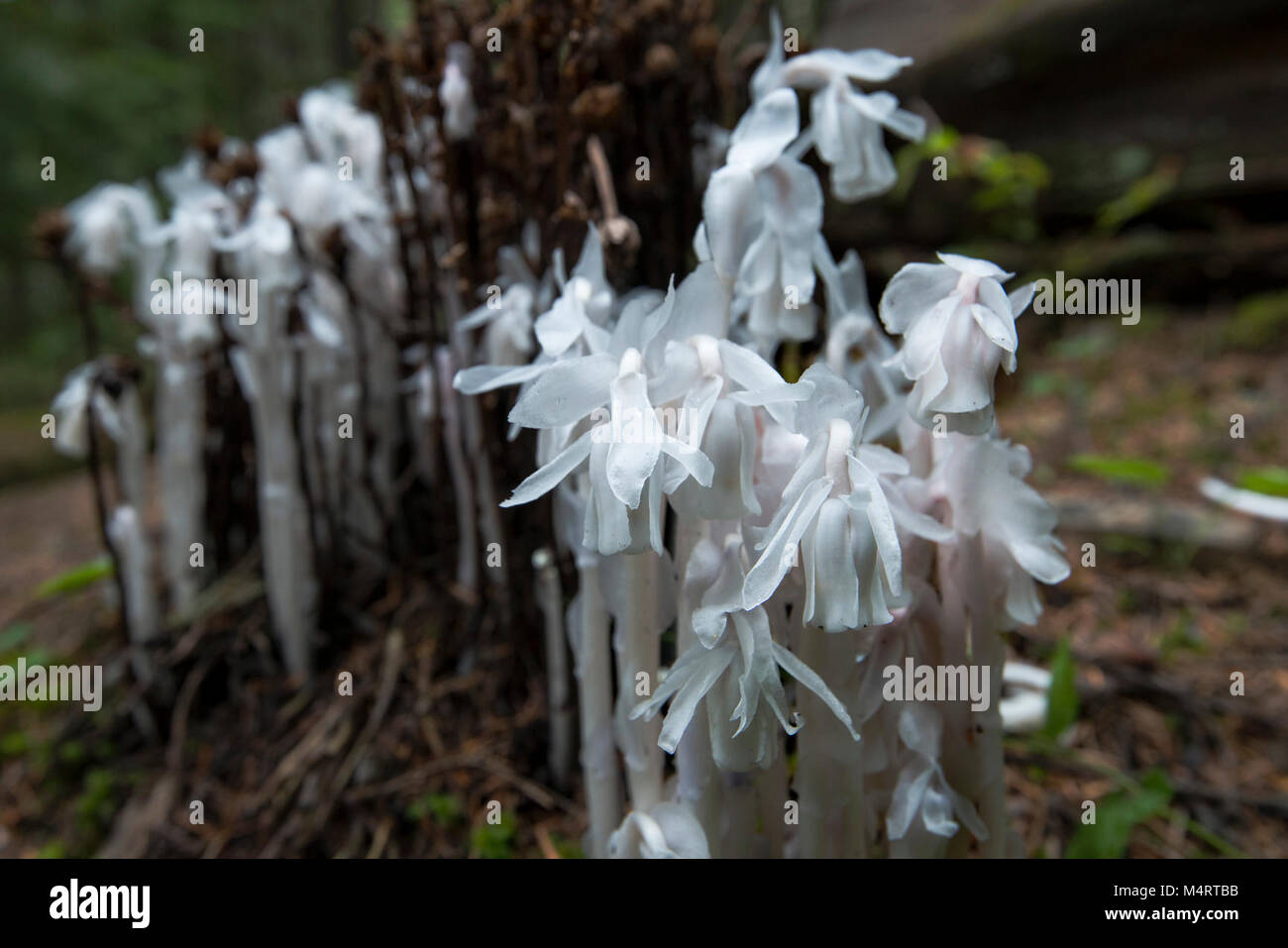 Indian flower pipe hi-res stock photography and images - Alamy