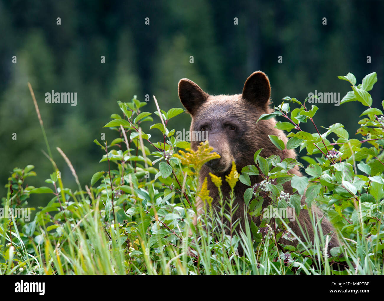 Bb bear hi-res stock photography and images - Alamy