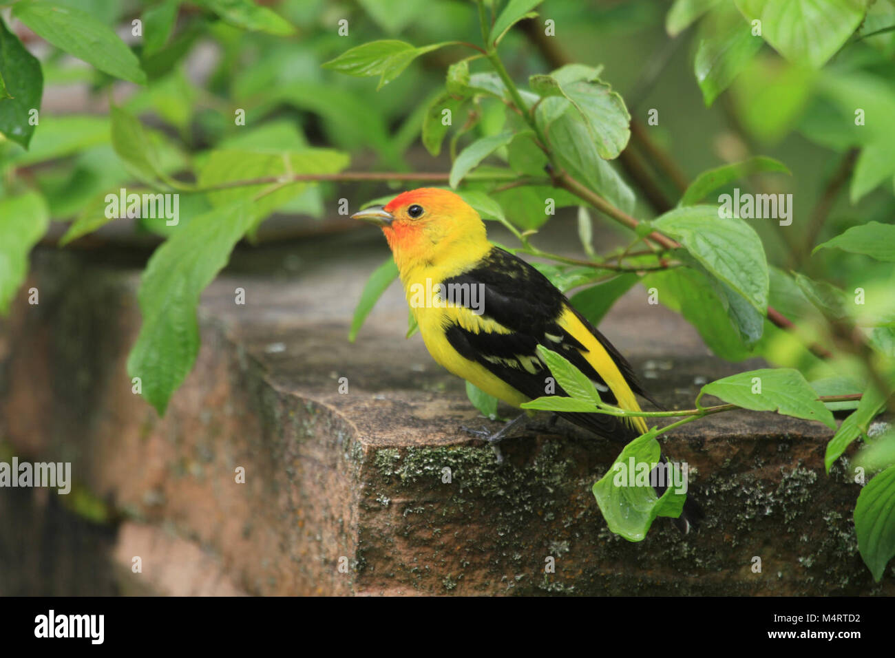 S tanager hi-res stock photography and images - Alamy