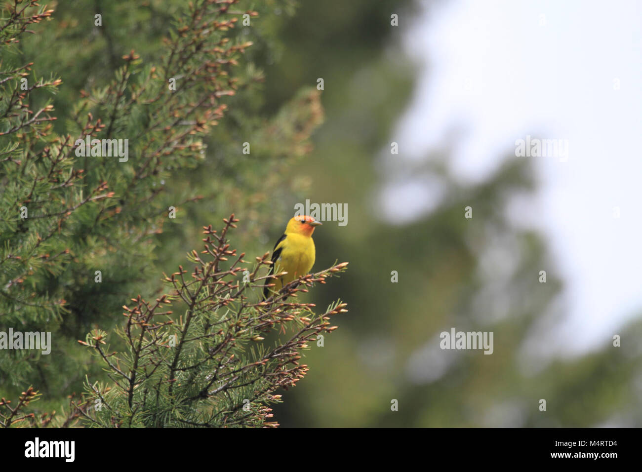 S tanager hi-res stock photography and images - Alamy