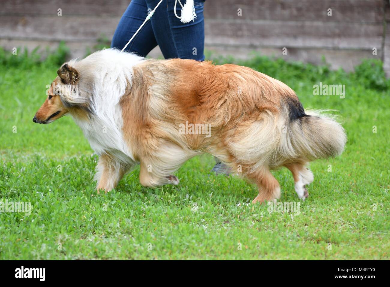 Young pet dog breeds hi-res stock photography and images - Alamy