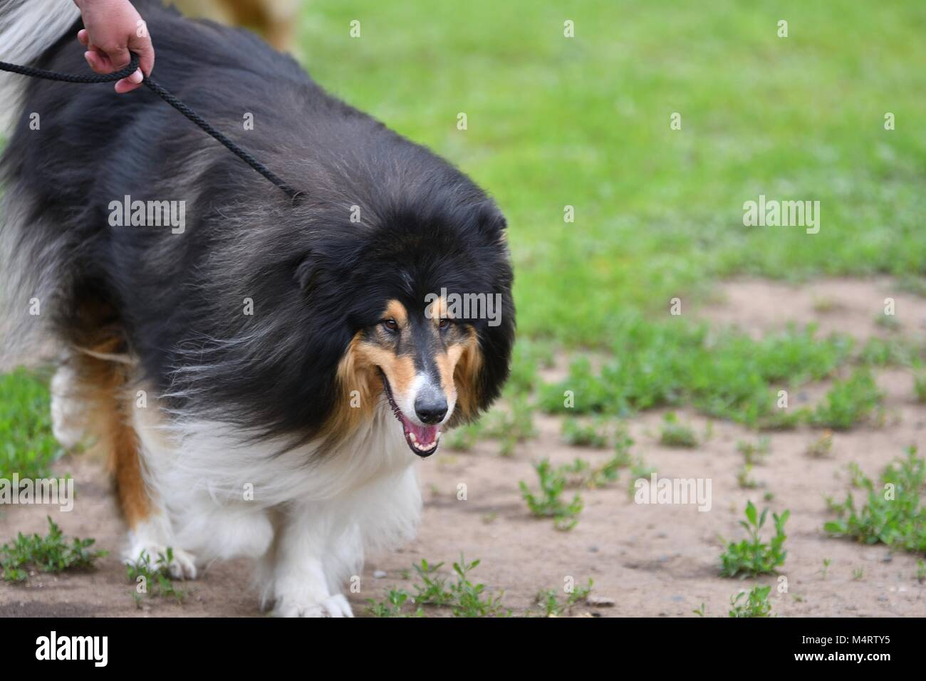 Dog breeds of Collie on a walk in the summer Stock Photo - Alamy