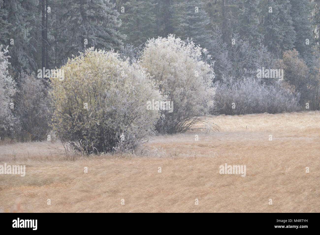 Frosty Fall Morning Stock Photo - Alamy