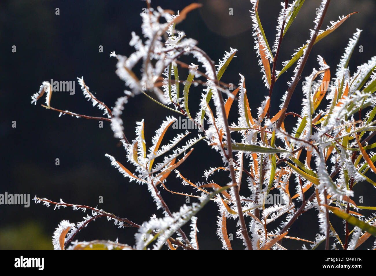Frosty Fall Morning Stock Photo - Alamy