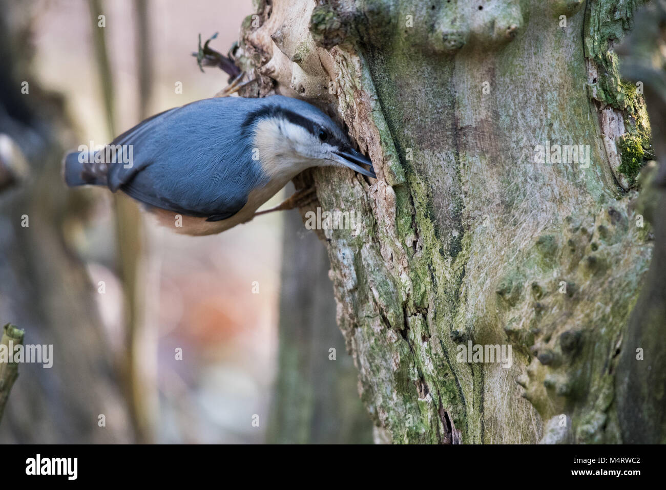 Sitta Europaea, Eurasian Nuthatch, UK Stock Photo - Alamy