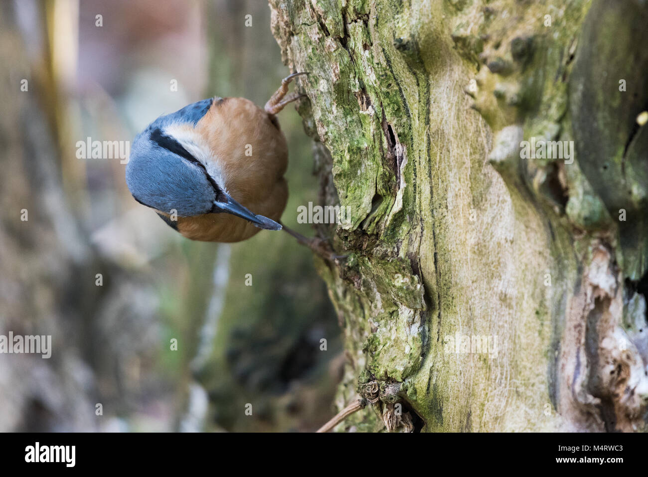 Sitta Europaea, Eurasian Nuthatch, UK Stock Photo - Alamy