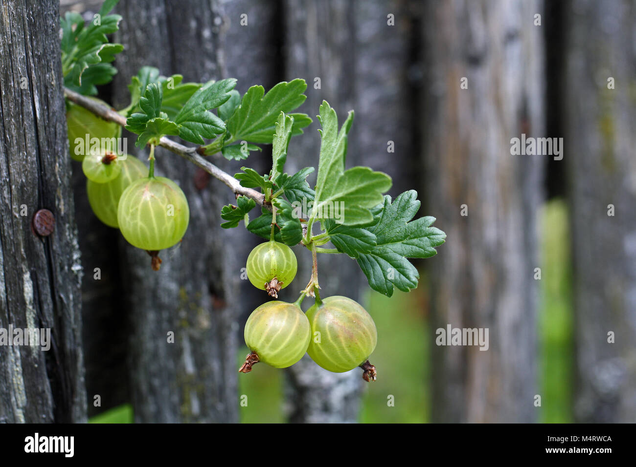 gooseberries are hanging by fence Stock Photo - Alamy