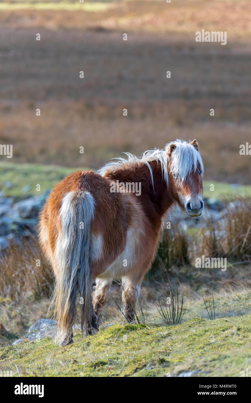 Carneddau Pony stood in the morning sunshine in the Llyn Eigiau Valley ...