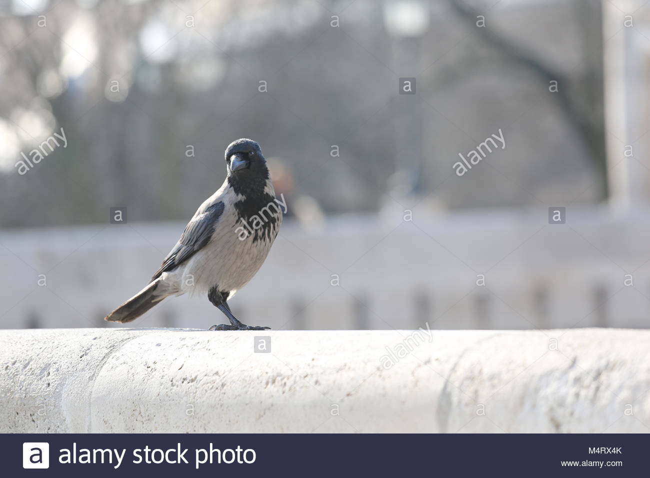 Happy bird in budapest hi-res stock photography and images - Alamy