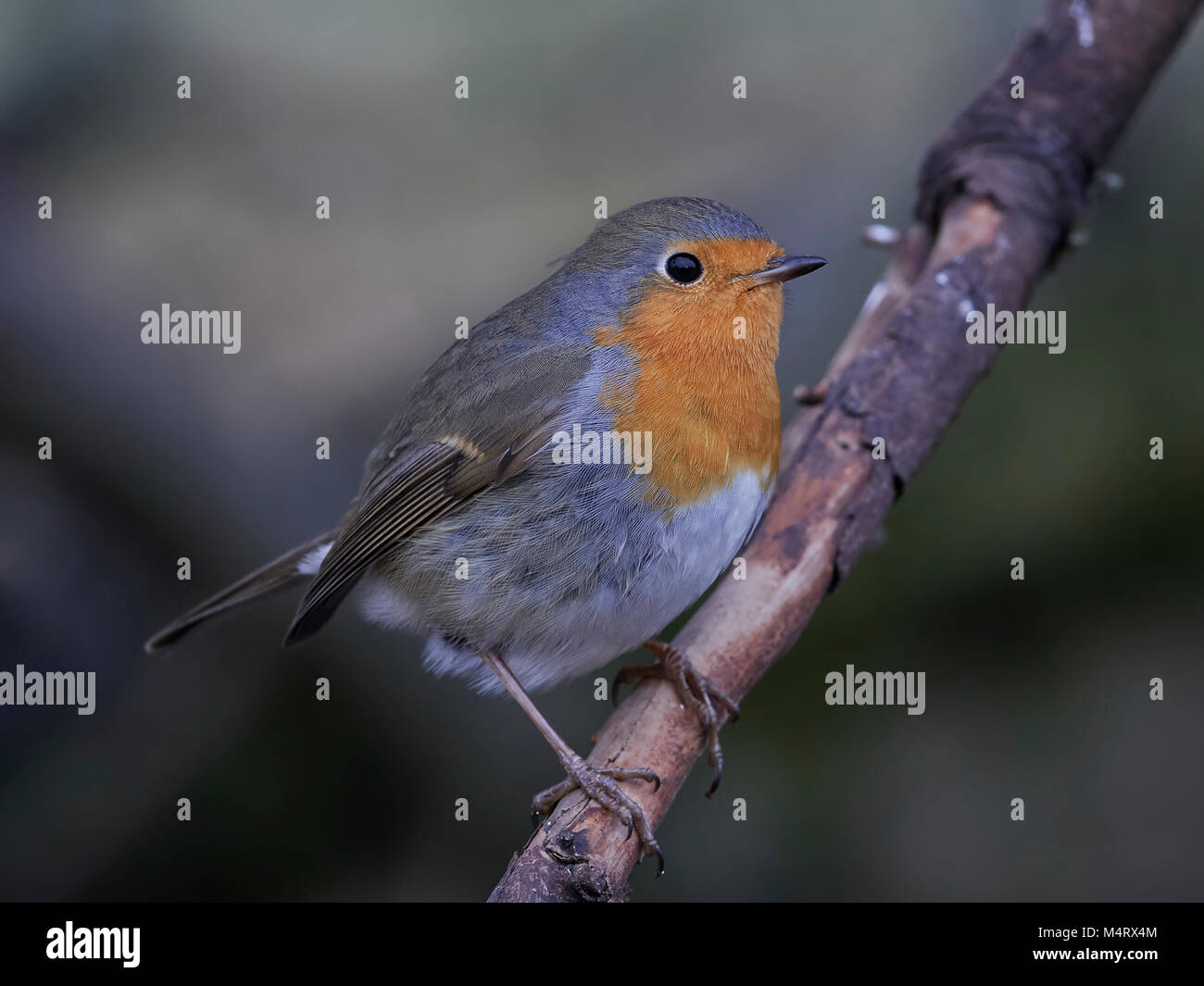 European robin in its natural habitat, Denmark Stock Photo - Alamy