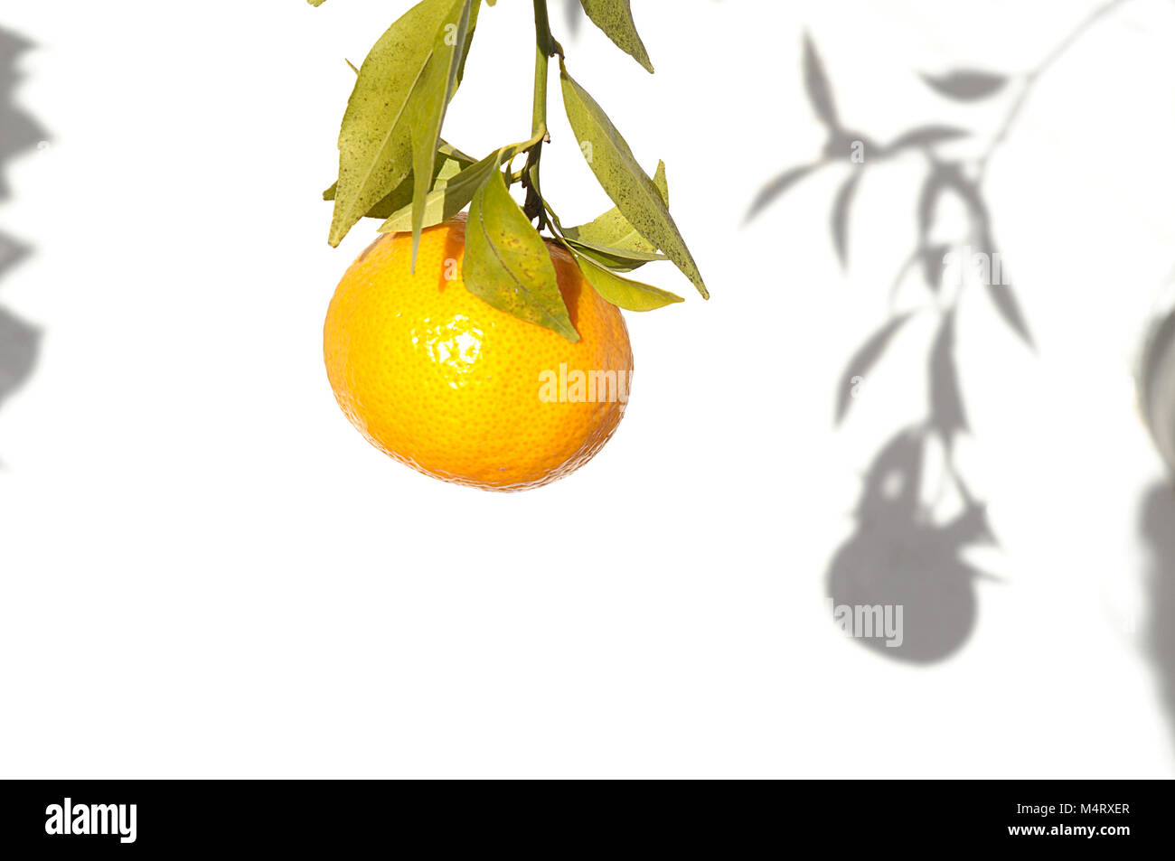 mandarin on its branch with a white wall background with the shadow of ...
