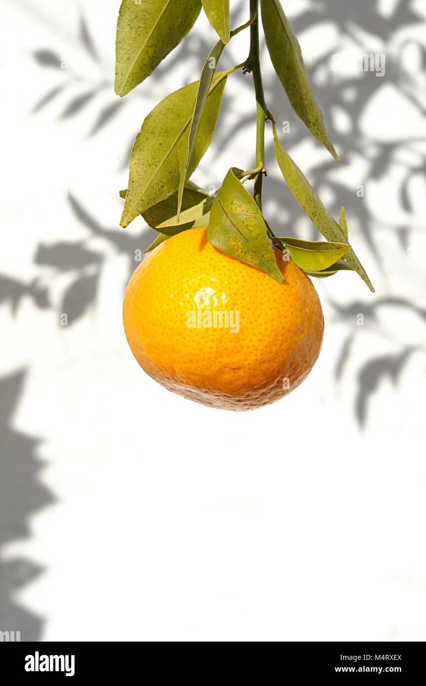mandarin on its branch with a white wall background with the shadow of ...