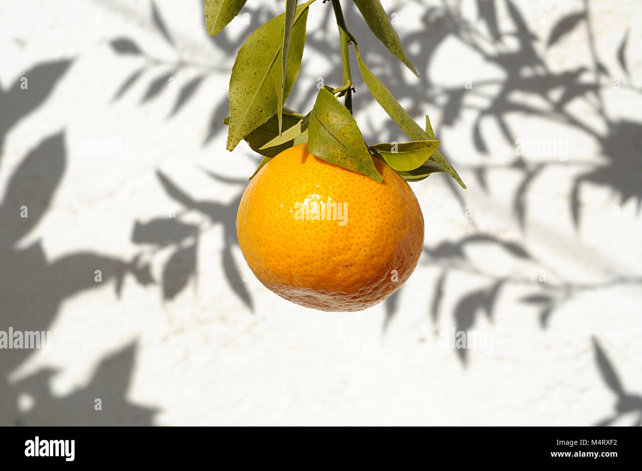mandarin on its branch with a white wall background with the shadow of ...