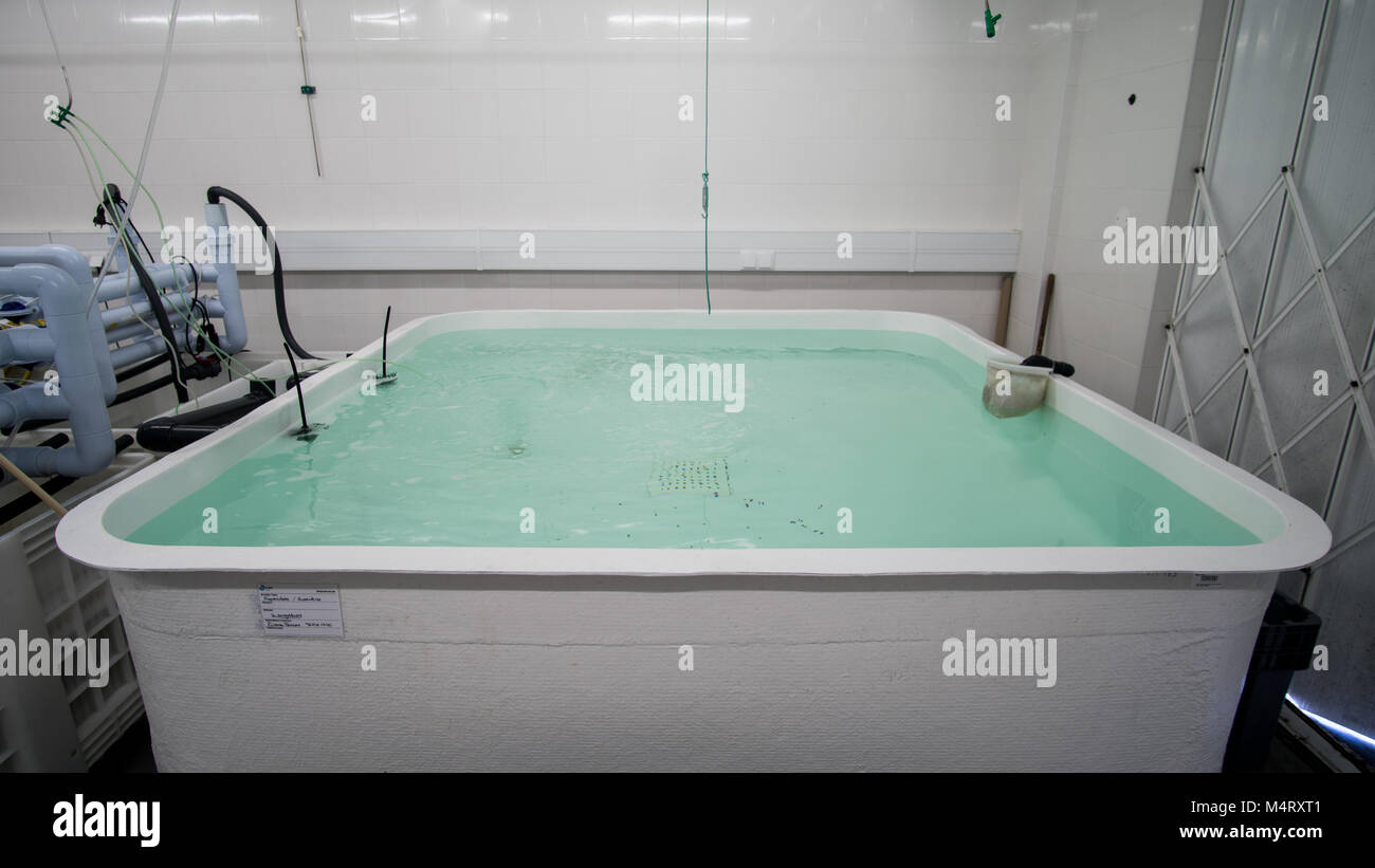 Tank full of clean and blue water in laboratory Stock Photo - Alamy