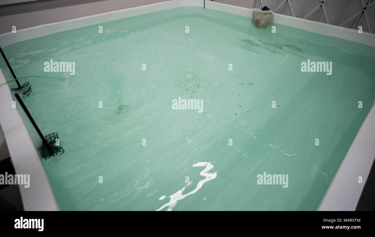 Tank full of clean and blue water in laboratory Stock Photo - Alamy