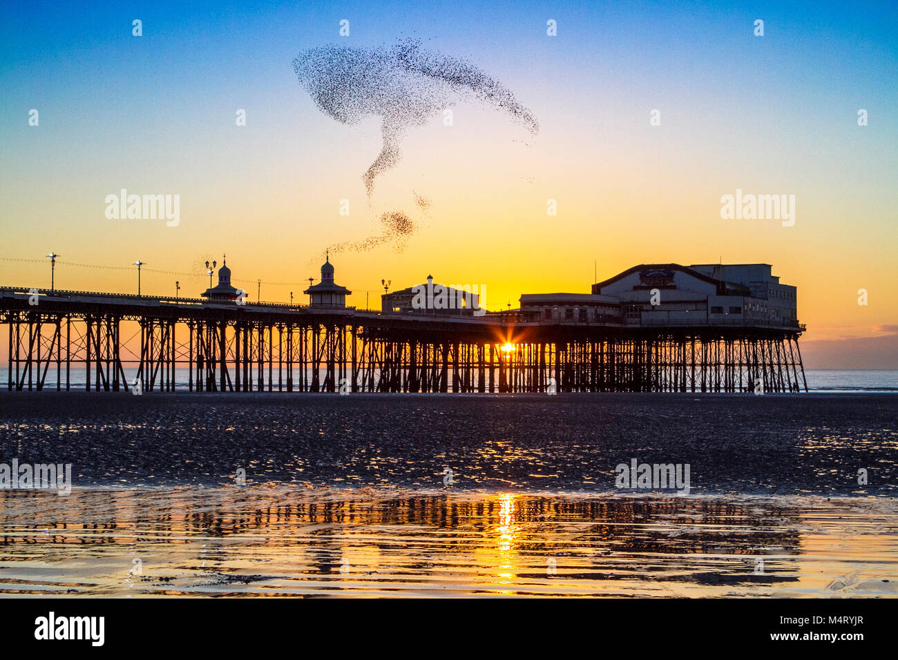 flock fly animal starling flight swarm bird dusk murmuration blackpool ...