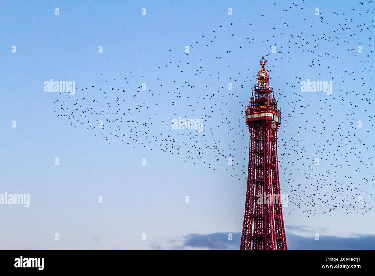 flock fly animal starling flight swarm bird dusk murmuration blackpool ...