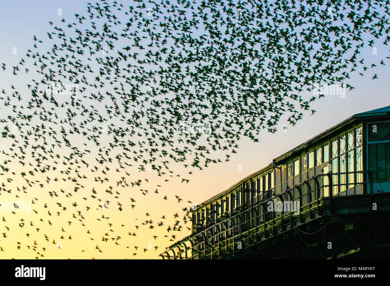flock fly animal starling flight swarm bird dusk murmuration blackpool ...