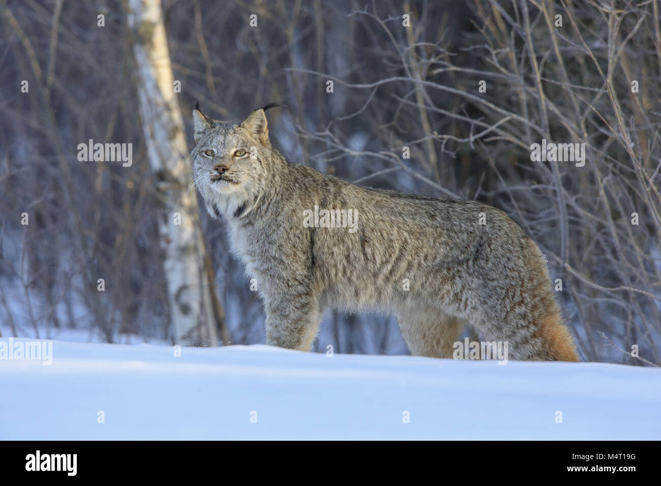 Minnesota, USA. 8th Feb, 2018. An adult Lynx hunts for Snowshoe hares ...