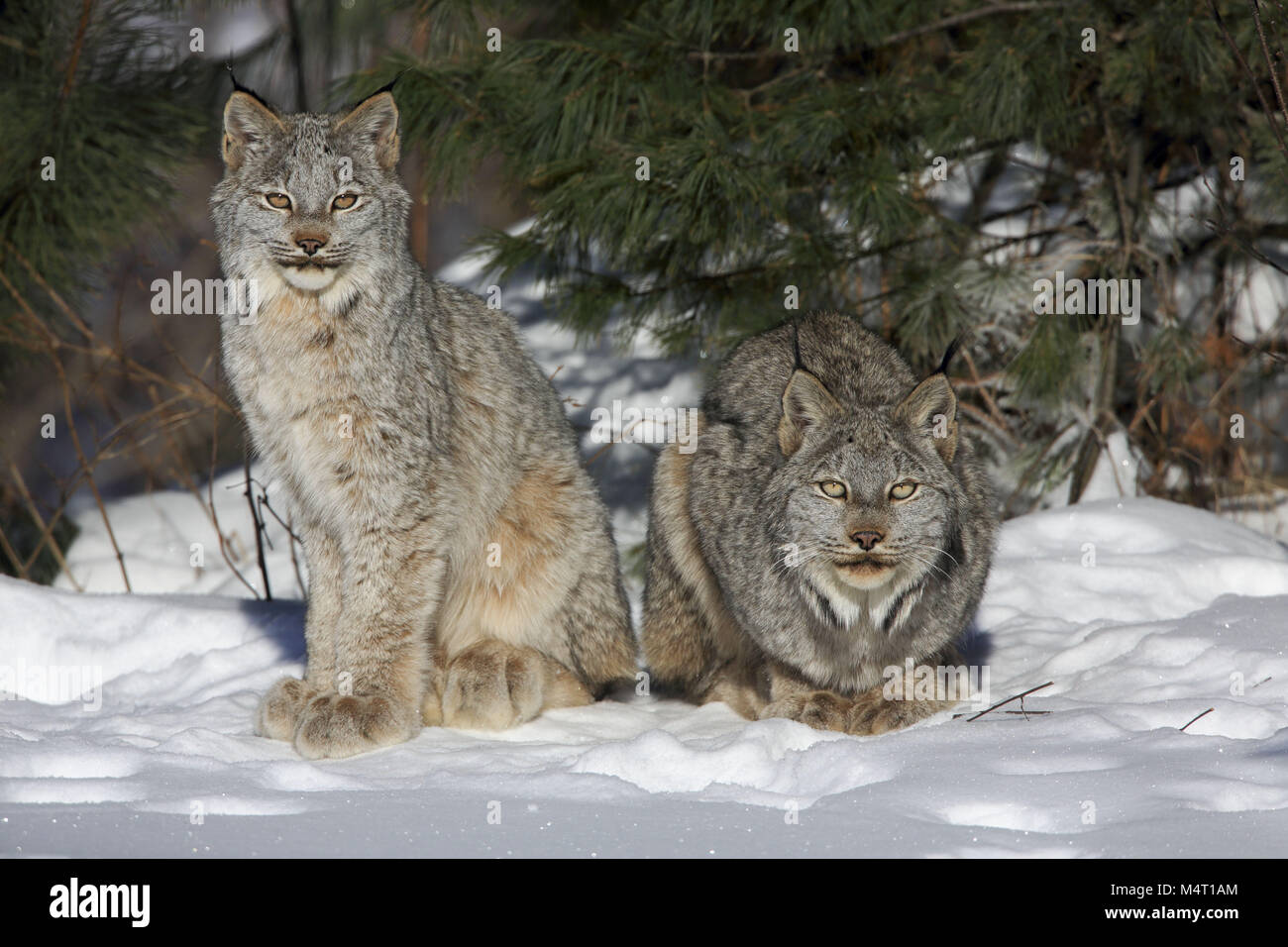 Minnesota, USA. 8th Feb, 2018. Wild mother Lynx (right) with one of ...