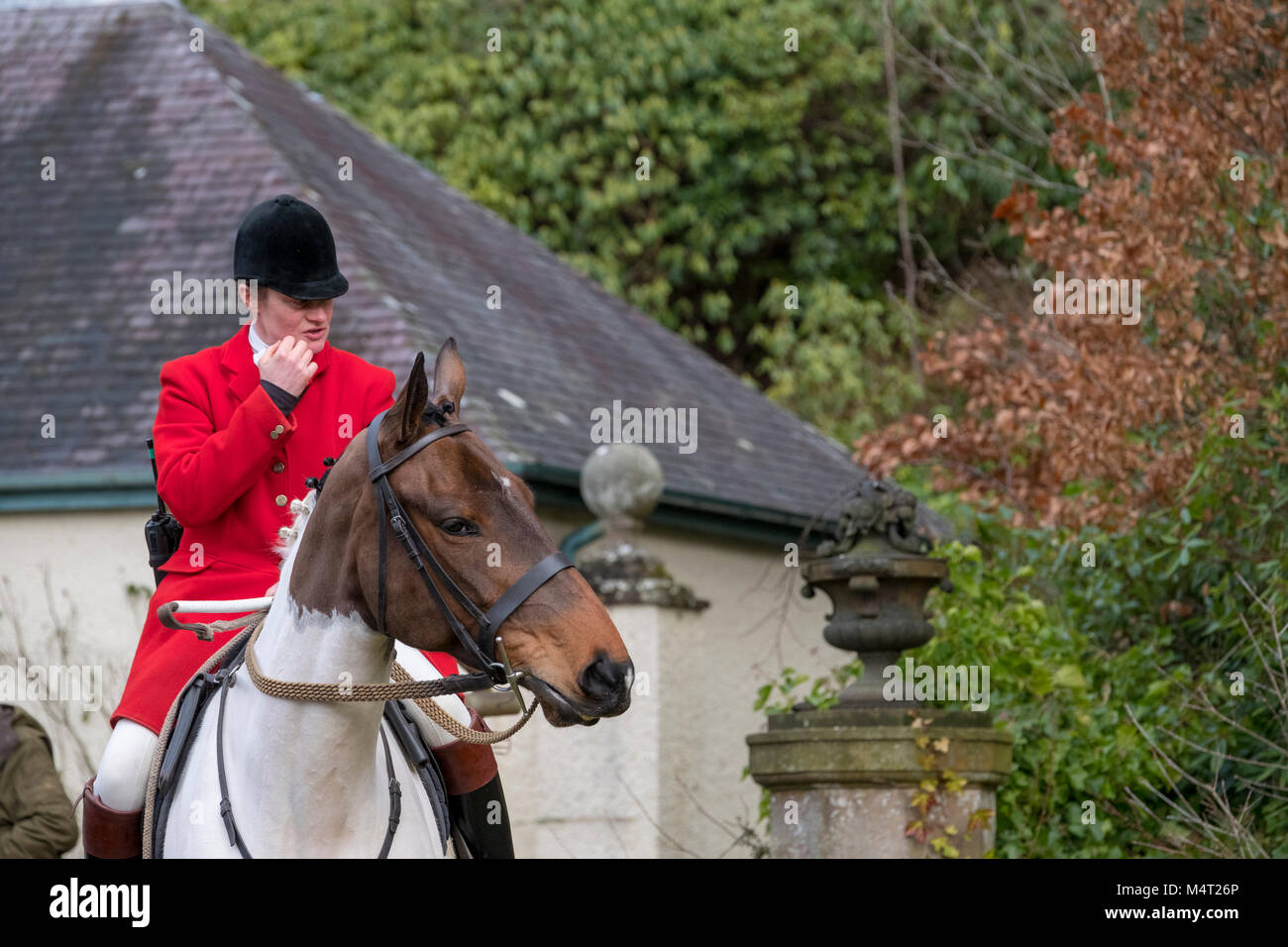 Lauderdale foxhounds hi-res stock photography and images - Alamy