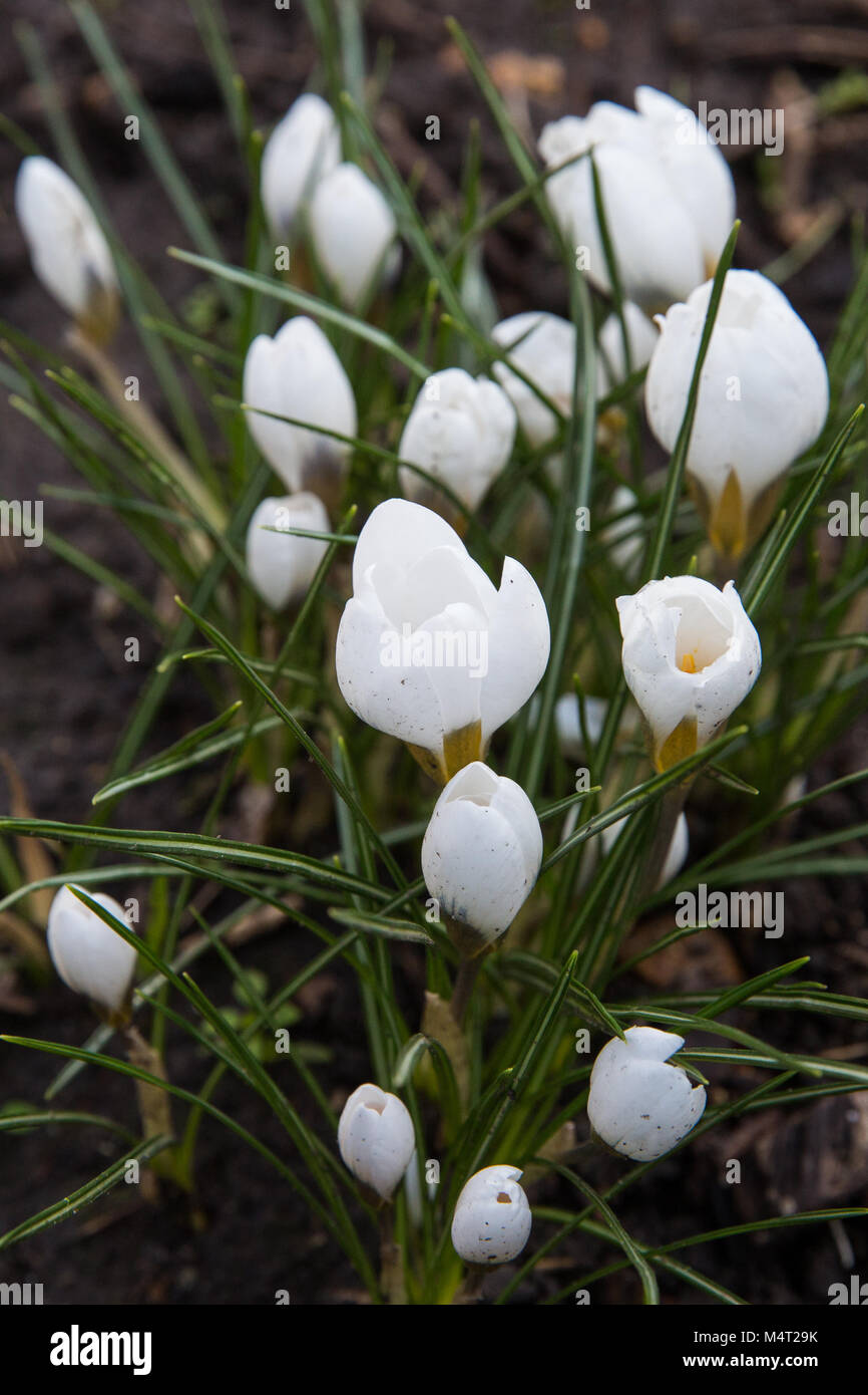 London, UK. 17th February, 2018. White crocuses in flower in Old ...