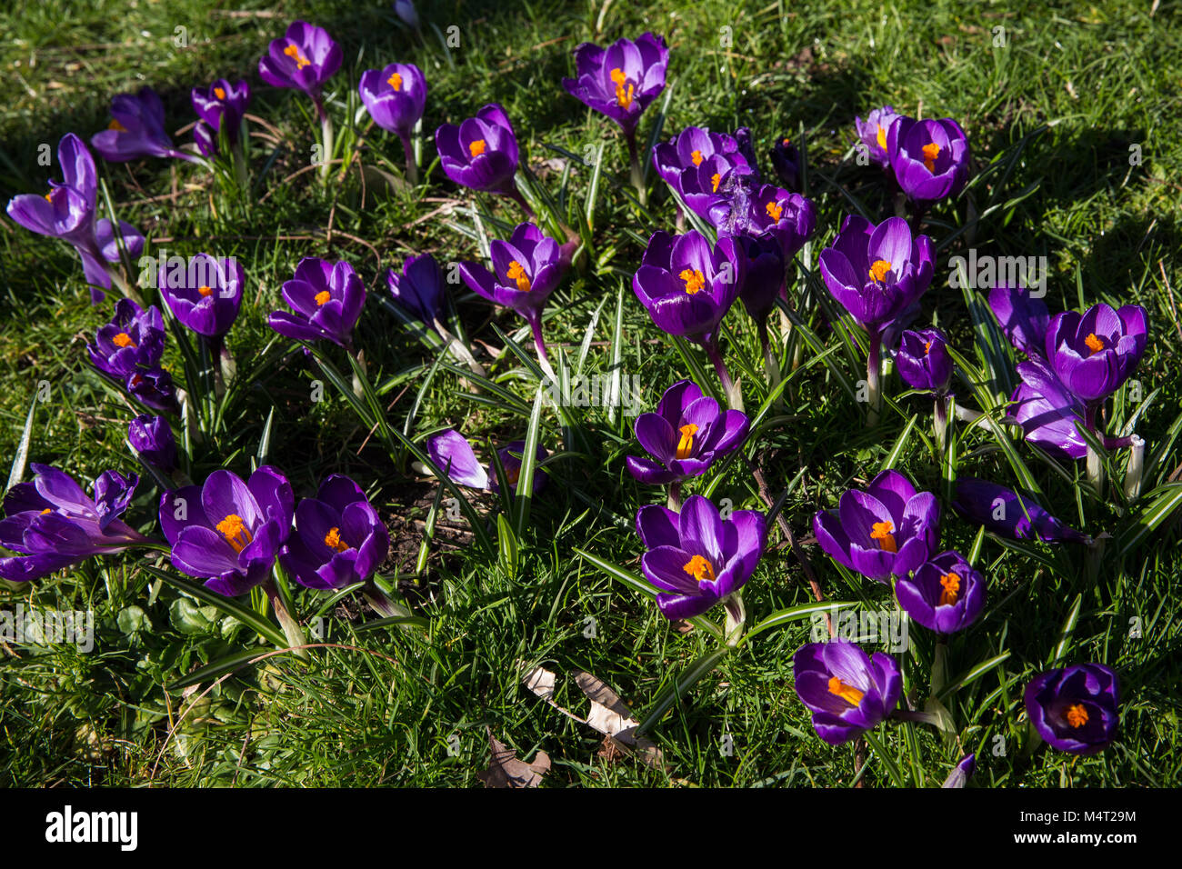 Crocus tommasinianus ‘ruby giant’ hi-res stock photography and images ...