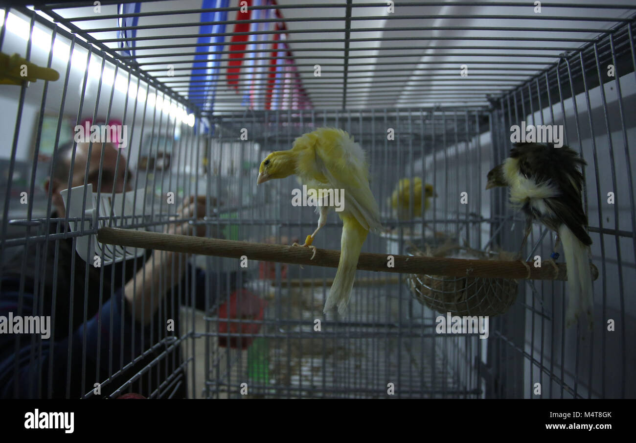 Nablus. 17th Feb, 2018. Palestinian birds breeder Mohammed Damra checks ...