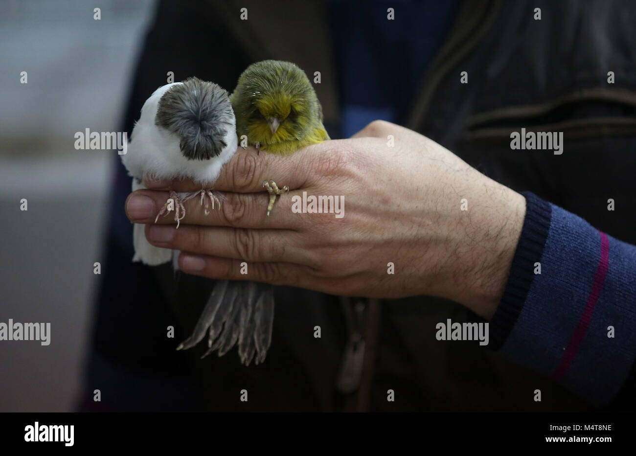 Nablus. 17th Feb, 2018. Palestinian birds breeder Mohammed Damra holds ...