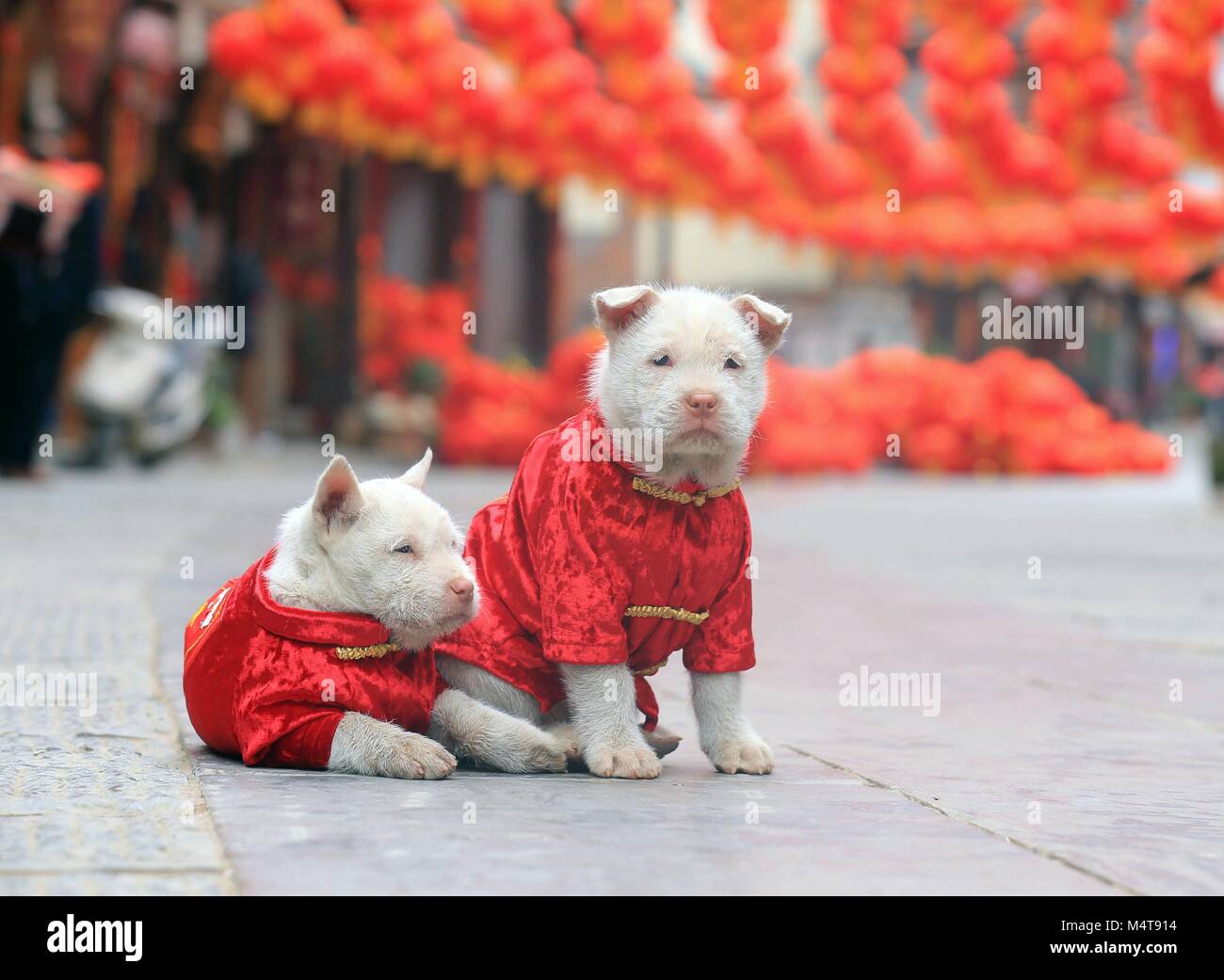 Xiasi dog hi-res stock photography and images - Alamy
