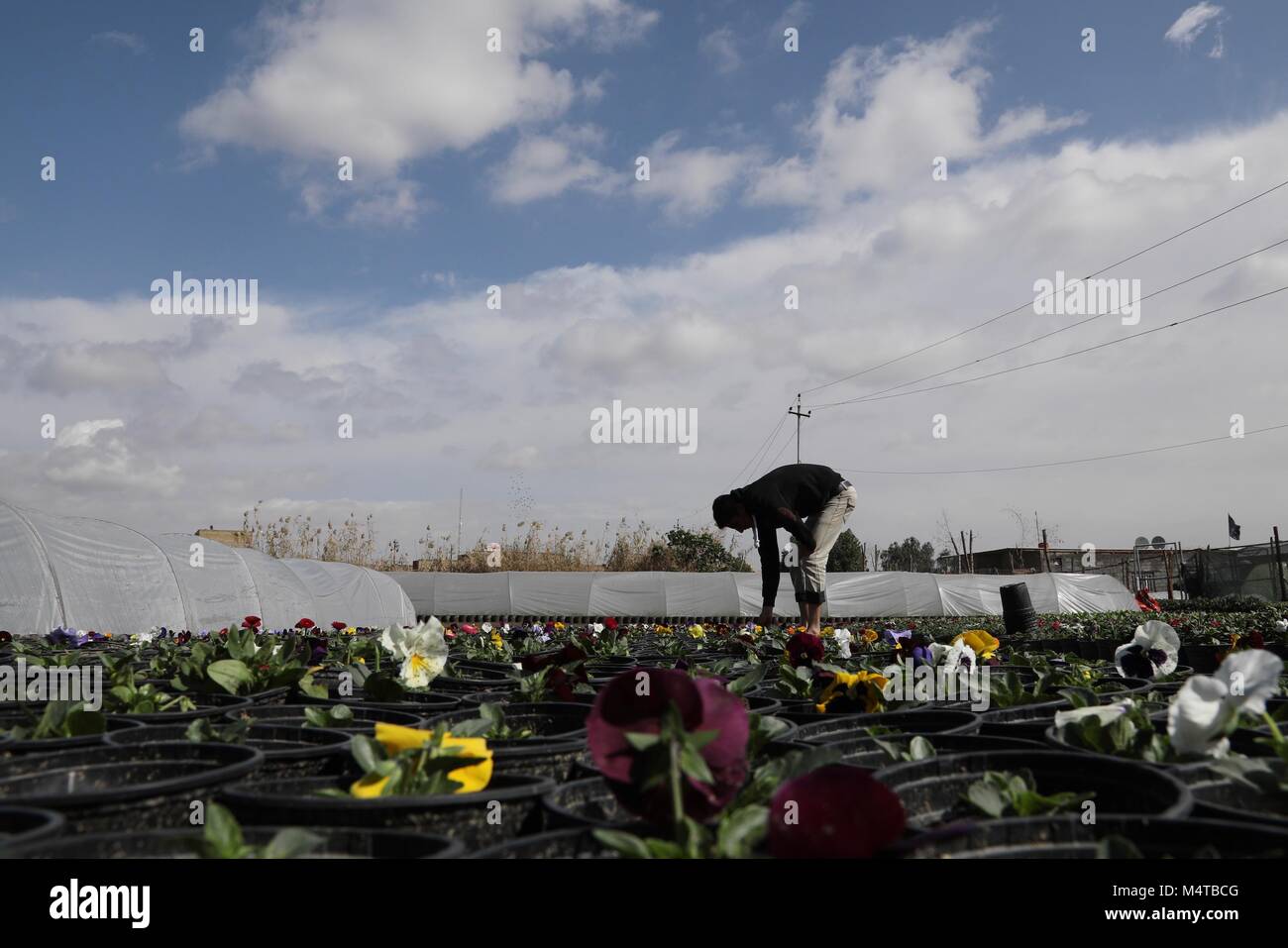 Baghdad, Iraq. 18th Feb, 2018. An Iraqi gardener checks flowers in ...