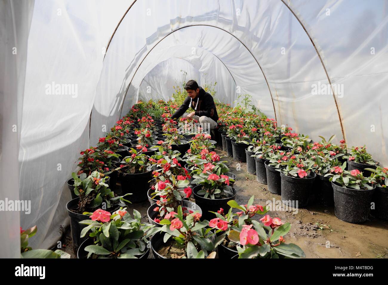 Baghdad, Iraq. 18th Feb, 2018. An Iraqi gardener checks flowers in ...