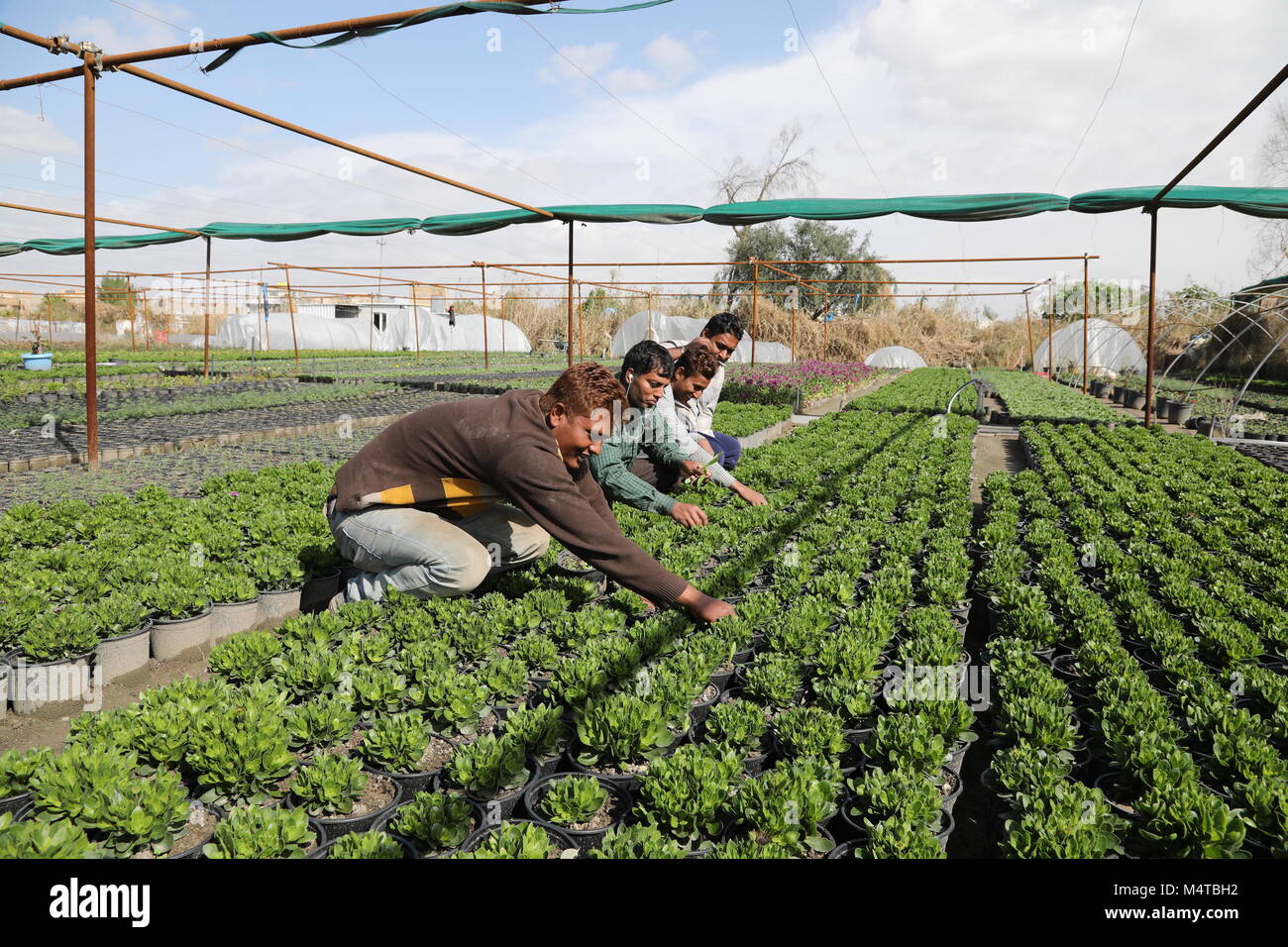 Baghdad, Iraq. 18th Feb, 2018. Iraqi gardeners check potted plants in ...