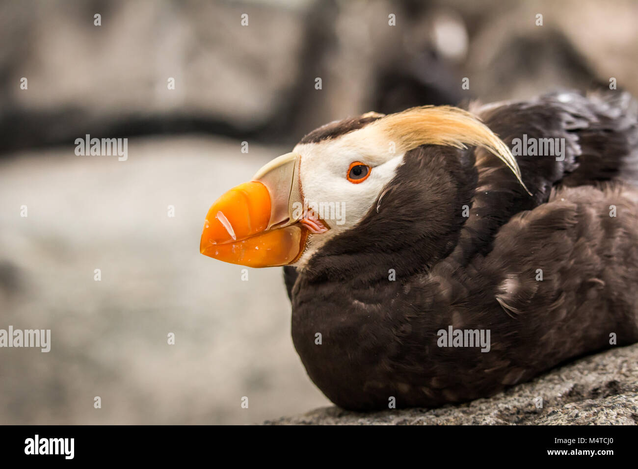 Puffin wildlife hi-res stock photography and images - Alamy