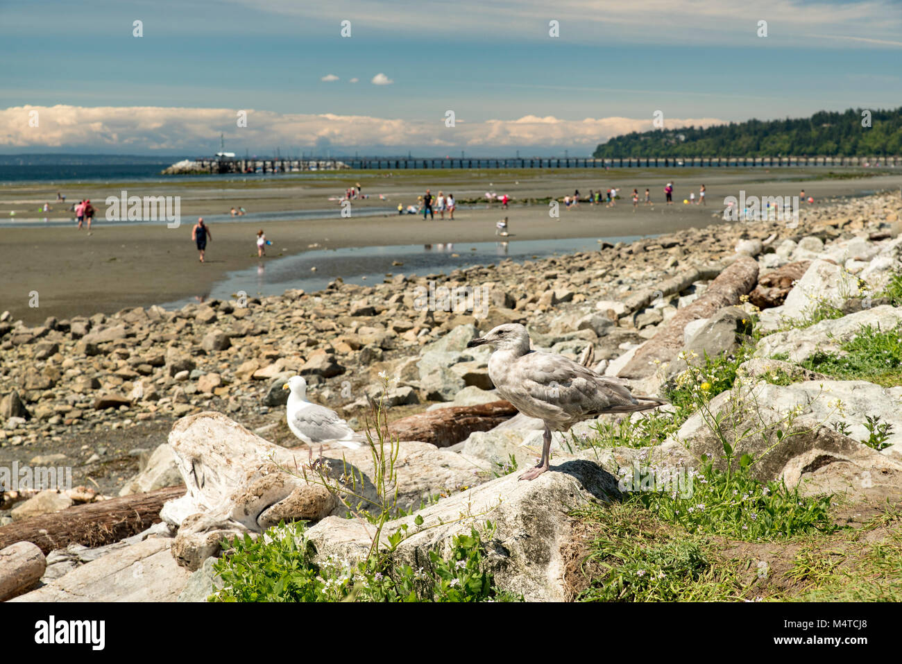 White background and canada hi-res stock photography and images - Alamy