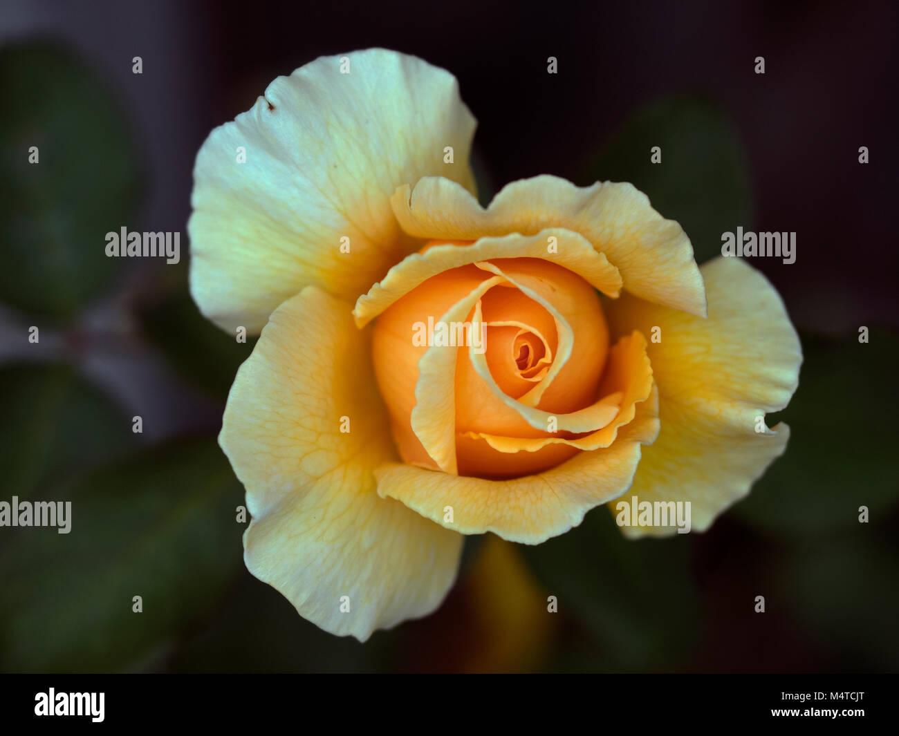 Just joey roses hi-res stock photography and images - Alamy