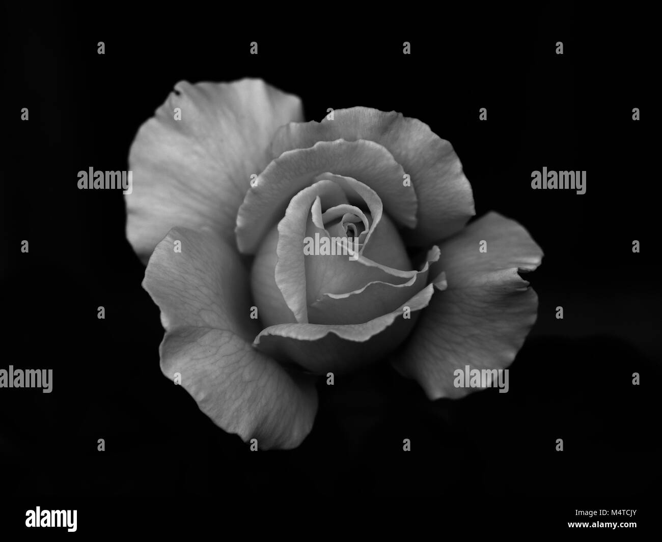 Just joey roses hi-res stock photography and images - Alamy