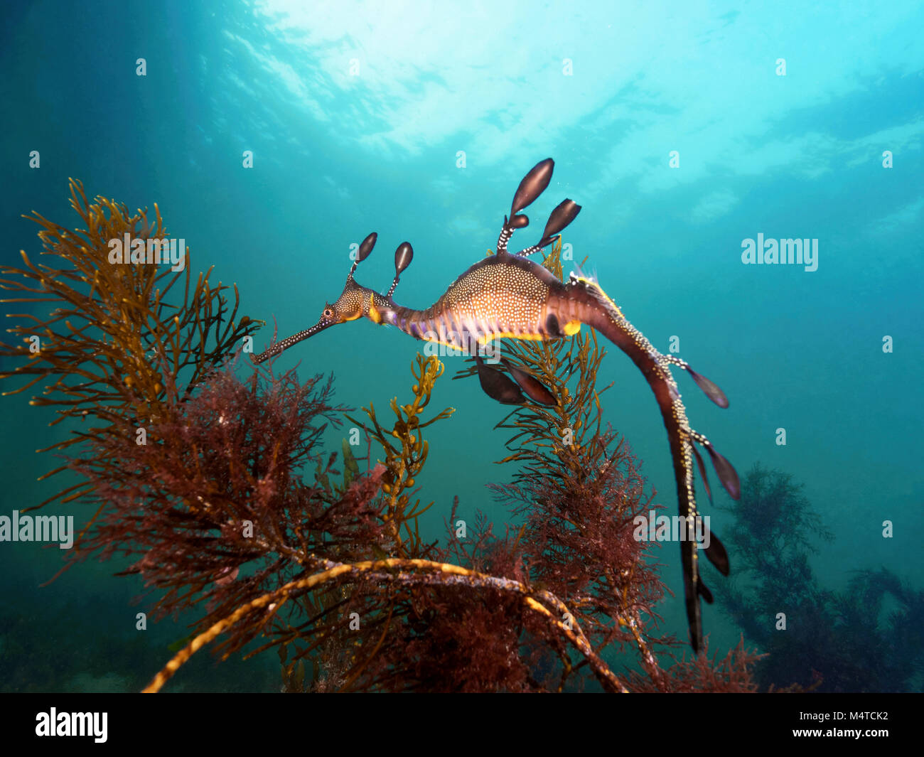 Weedyseadragon hi-res stock photography and images - Alamy