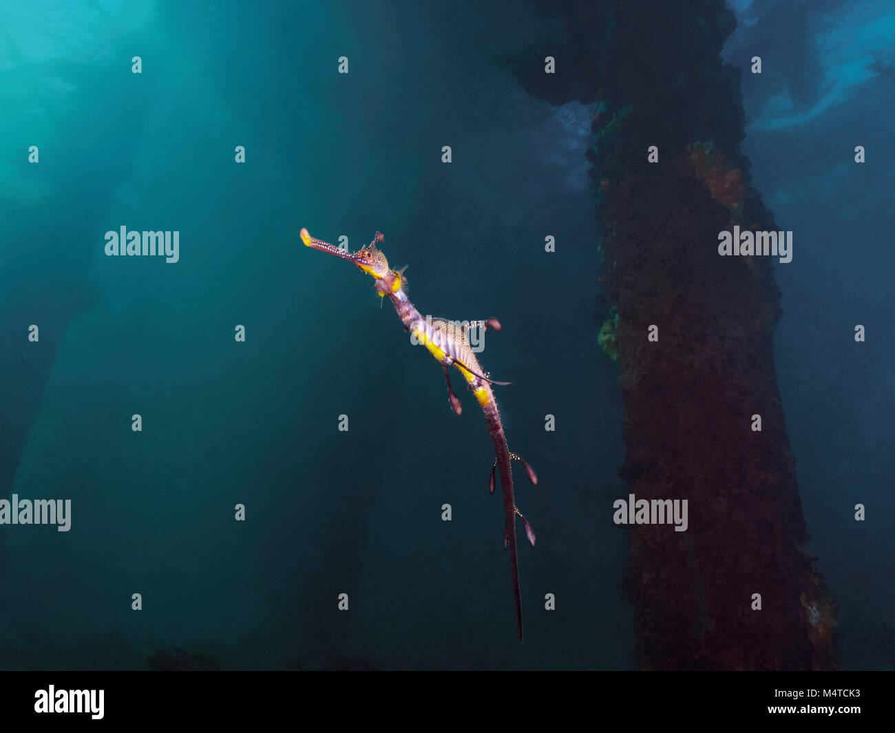 Weedy Seadragon High Resolution Stock Photography and Images - Alamy