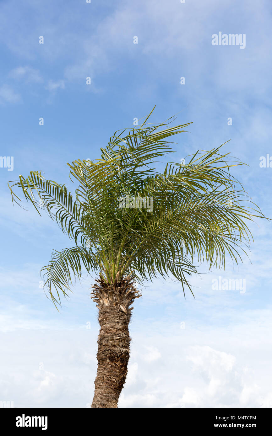 Palm tree in sun Stock Photo - Alamy
