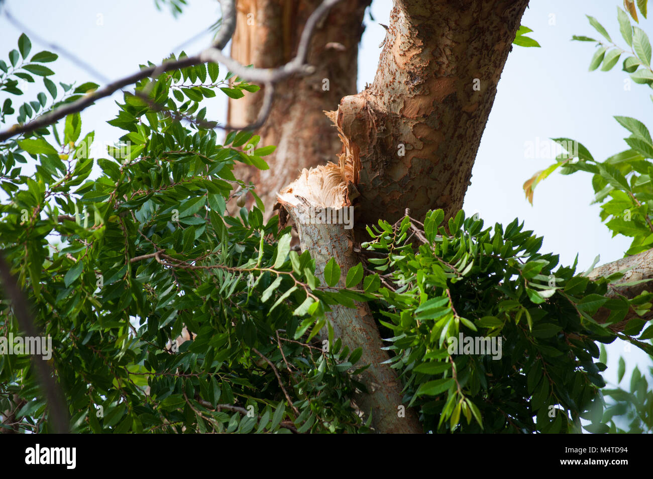 Broken tree branch hi-res stock photography and images - Alamy