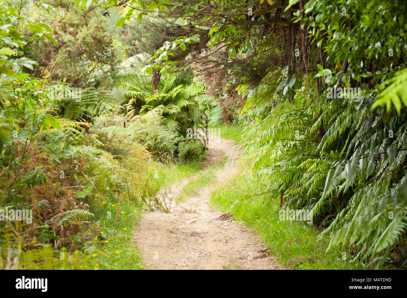 Bush Walk Track Stock Photo - Alamy